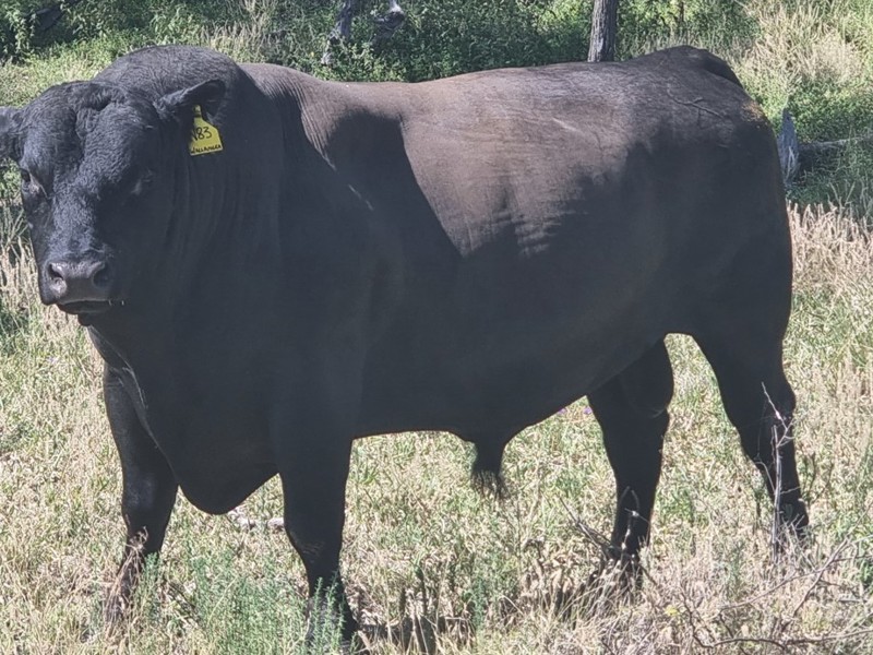 Wallangra Angus Breeding Sires