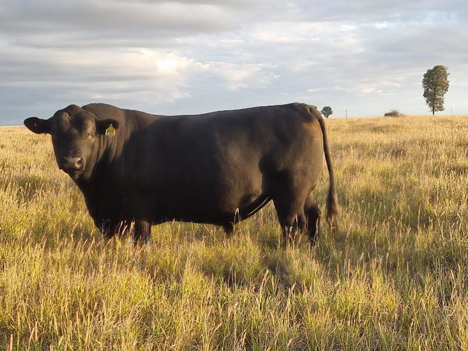 Wallangra Angus Breeding Sires
