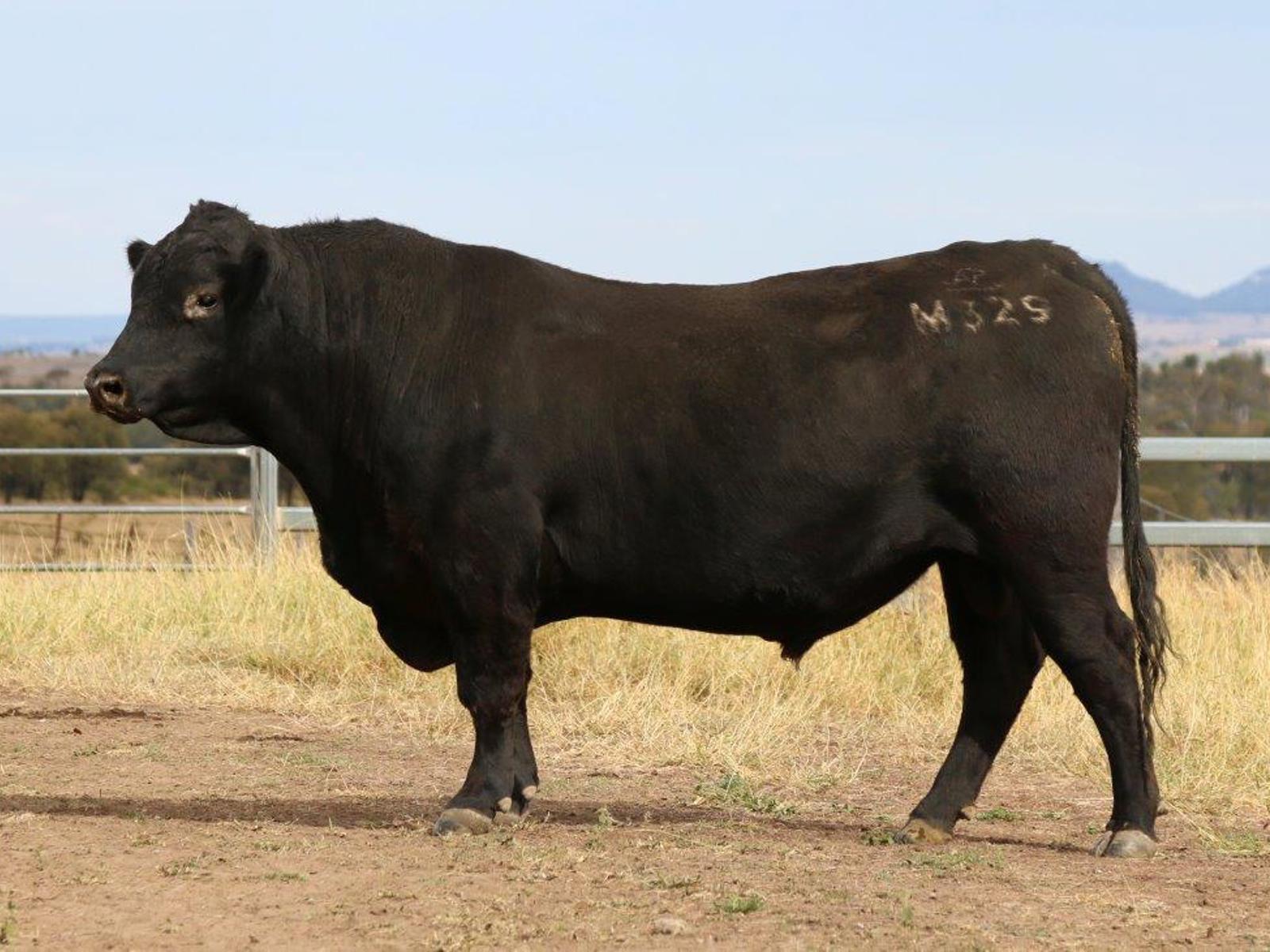 Wallangra Angus Breeding Sires