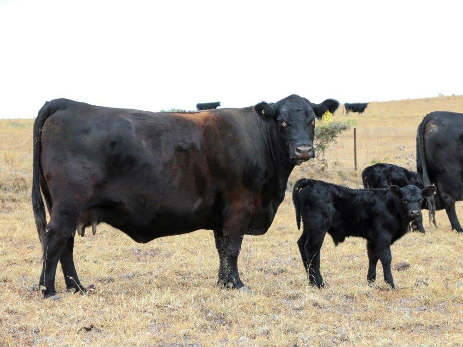 Wallangra Angus Breeding Females