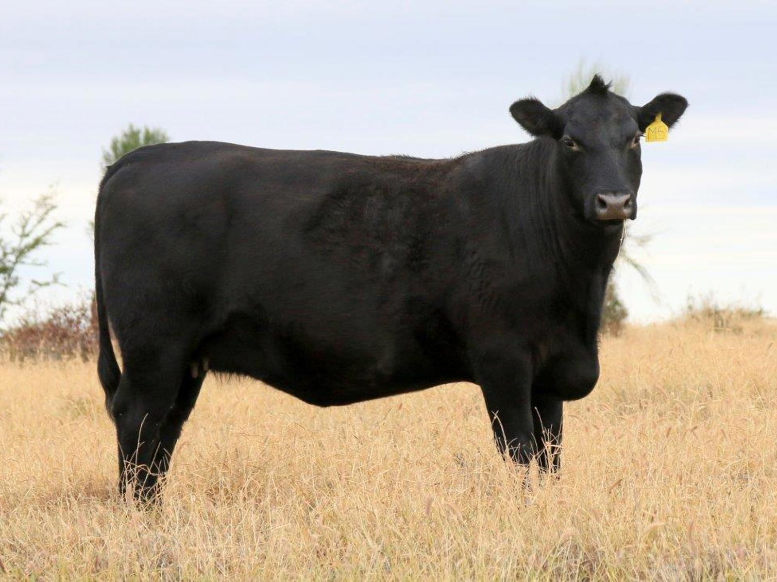 Wallangra Angus Breeding Females