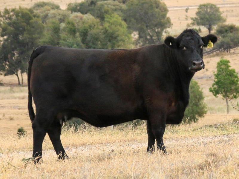 Wallangra Angus Breeding Females