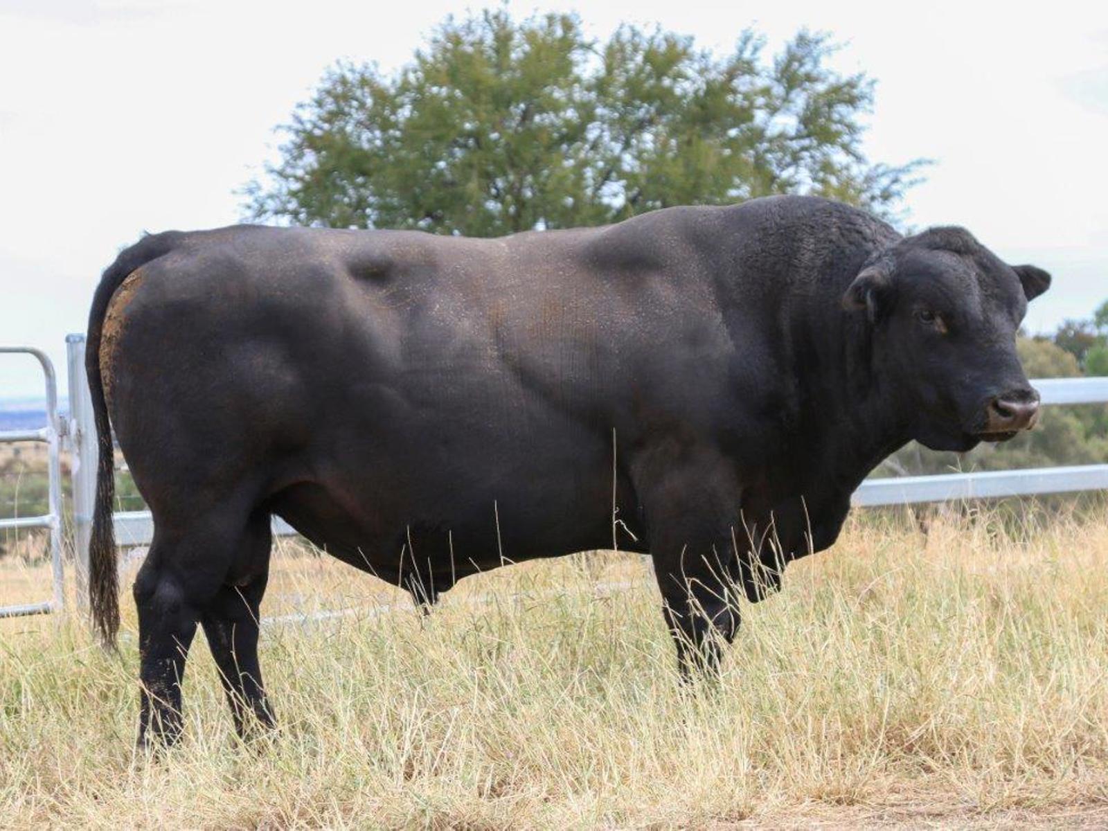 Wallangra Angus Breeding Sires