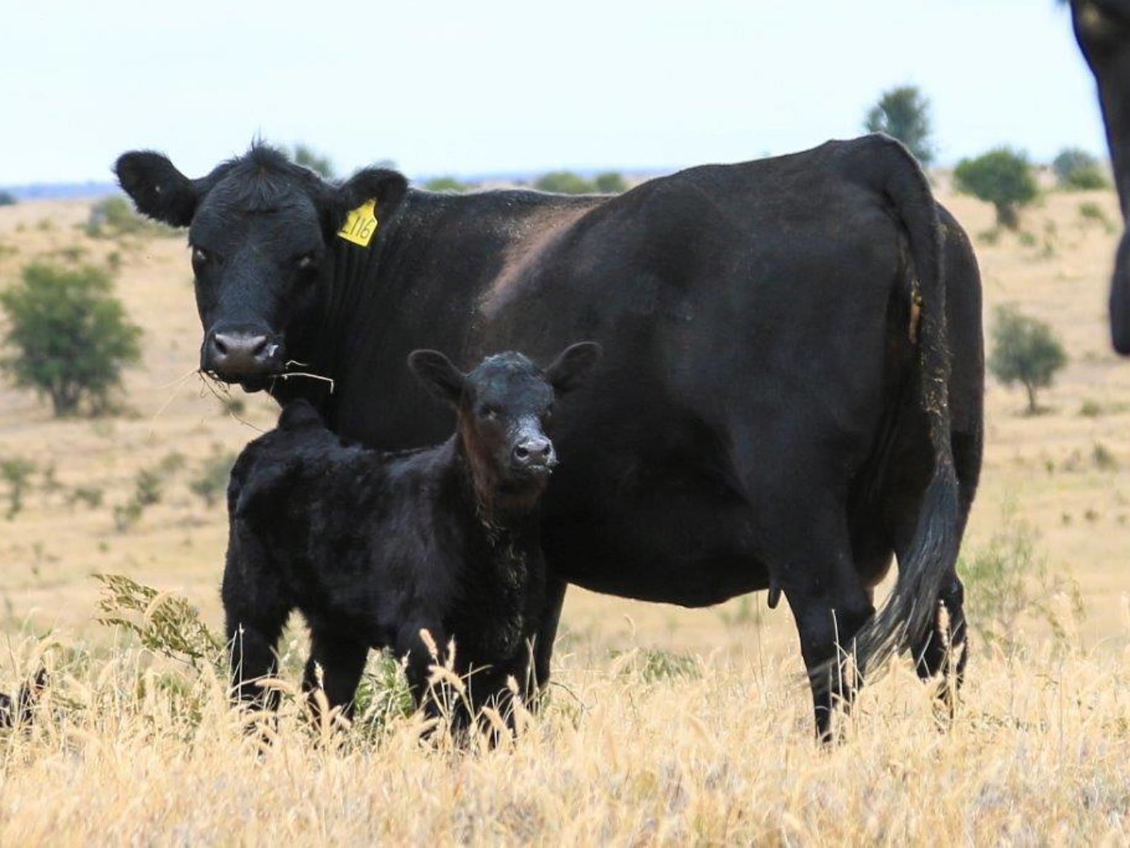 Wallangra Angus Breeding Females
