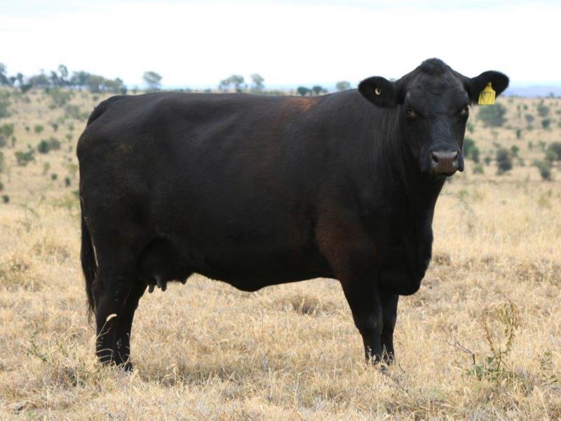 Wallangra Angus Breeding Females