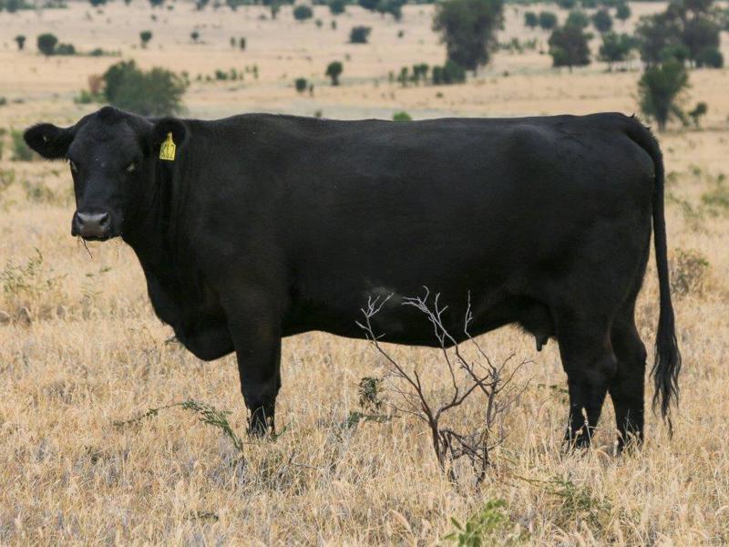 Wallangra Angus Breeding Females