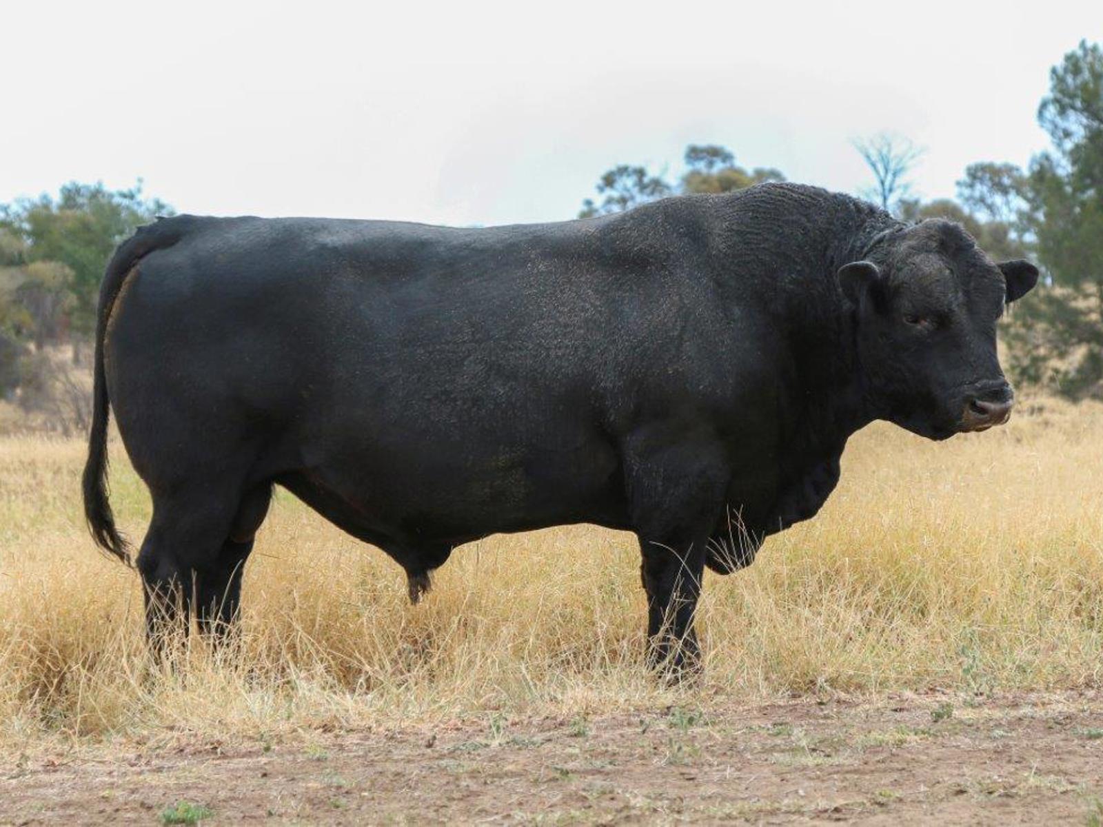 Wallangra Angus Breeding Sires