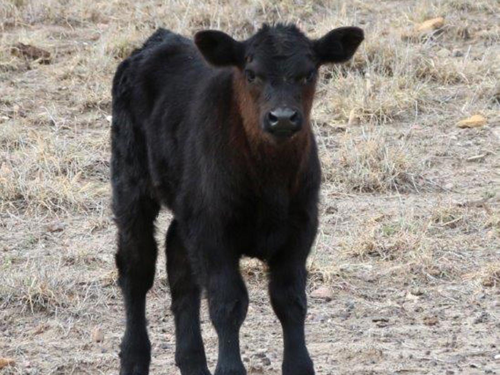 Wallangra Angus Breeding Females