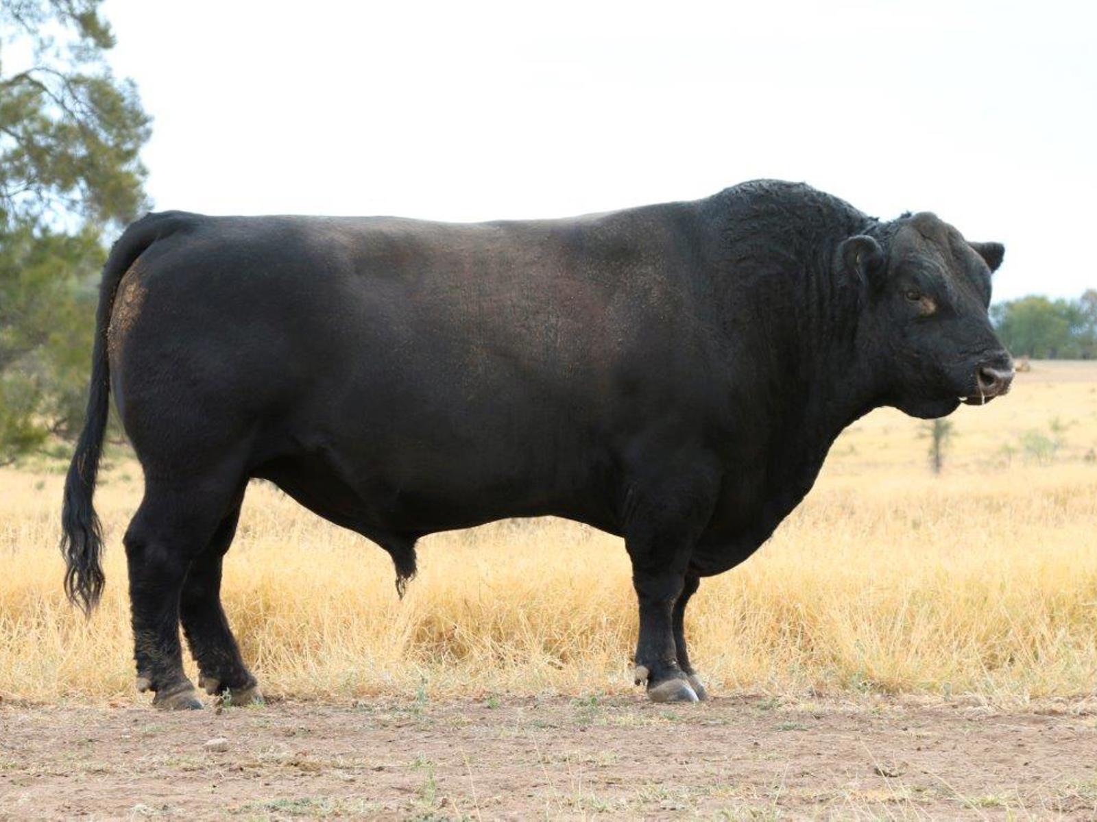Wallangra Angus Breeding Sires